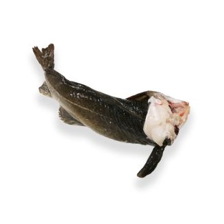 Cod, gutted, head off, 2-4kg, chilled, 1*10kg | Reaton Food Online Ordering